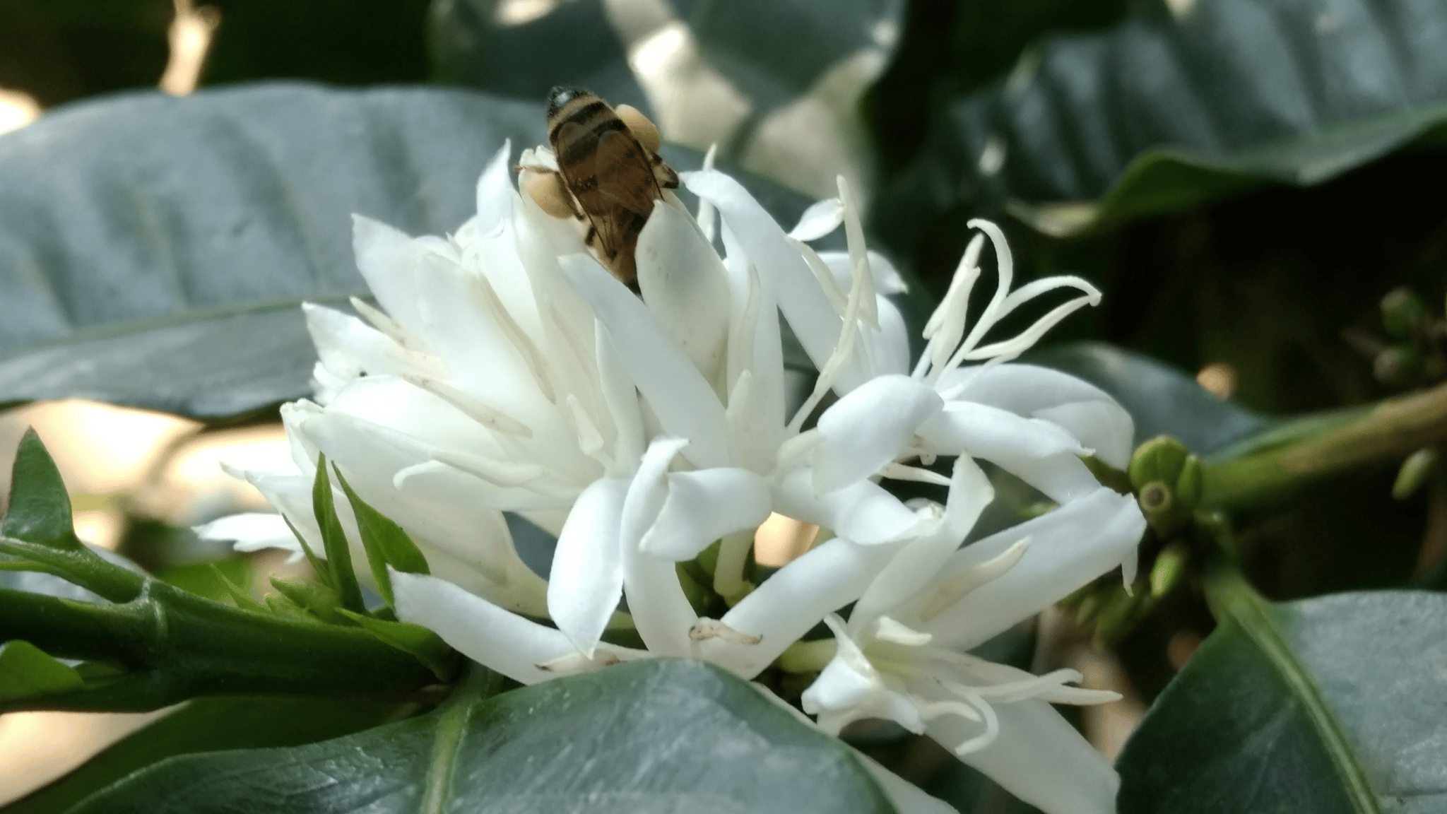 Flor de café – Información de departamentos académicos