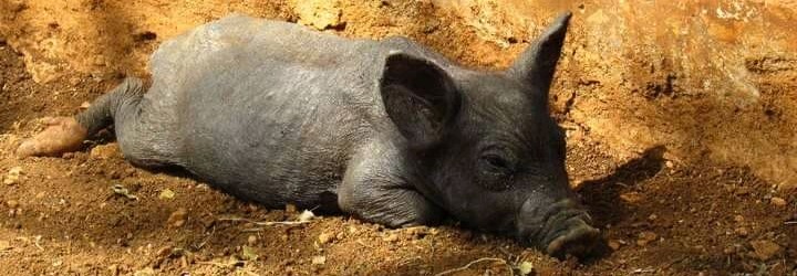 Pelón Mex – Información de grupos académicos