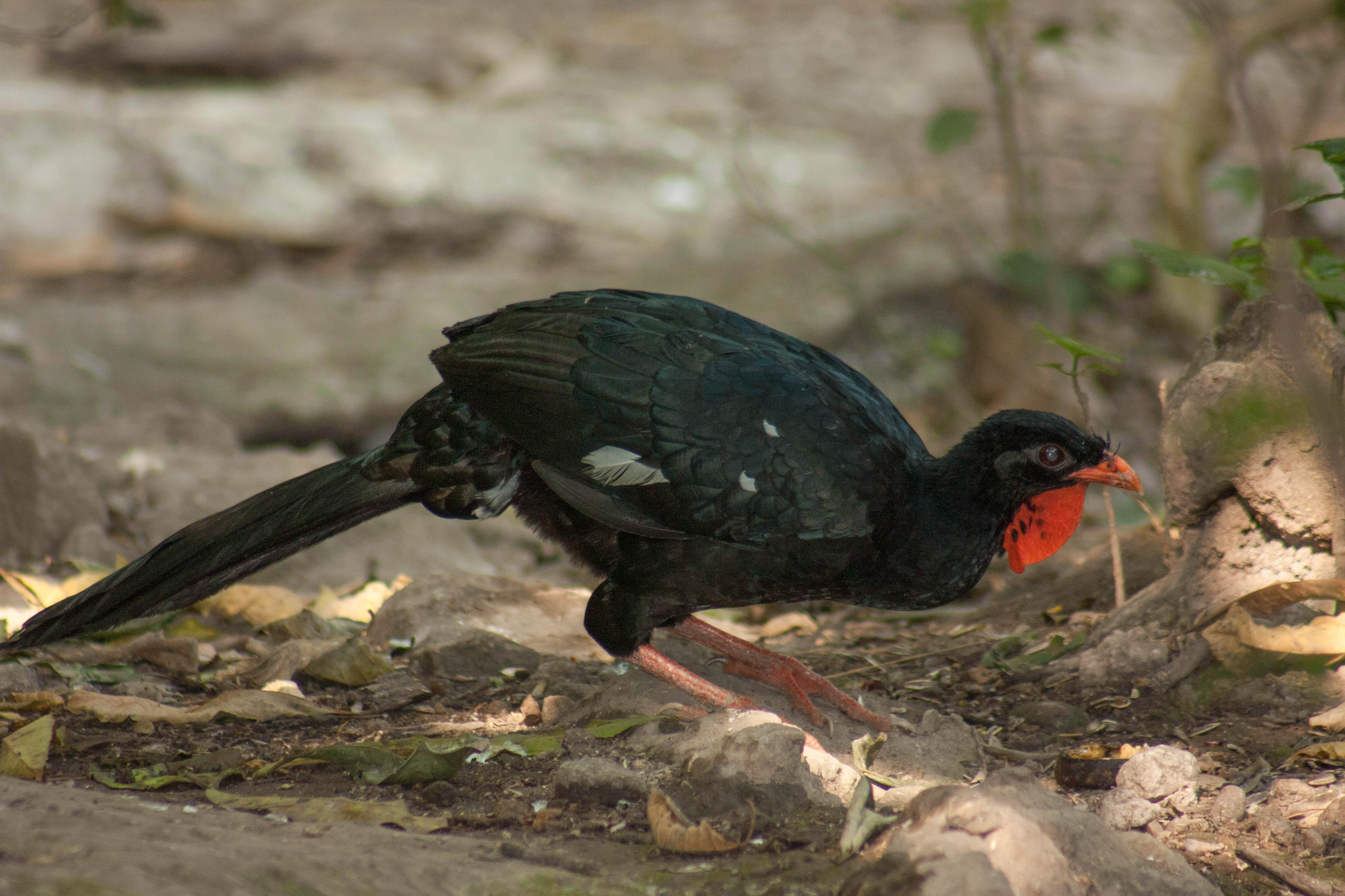 Portal de El Colegio de la Frontera Sur - Aves