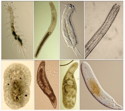 Expertos en meiofauna contribuyen al conocimiento de la diversidad ...