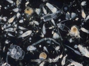 Zooplancton, pterópodos y su importancia en un océano cambiante ...