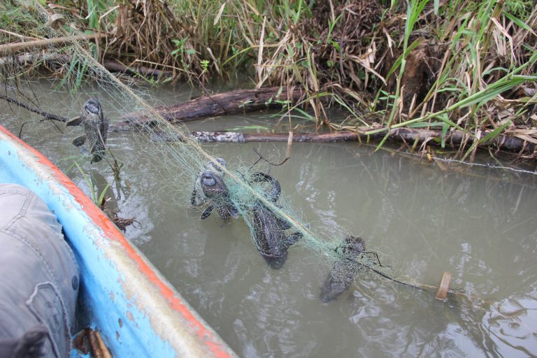 Especies invasoras, amenaza y oportunidades de investigación: el pez ...