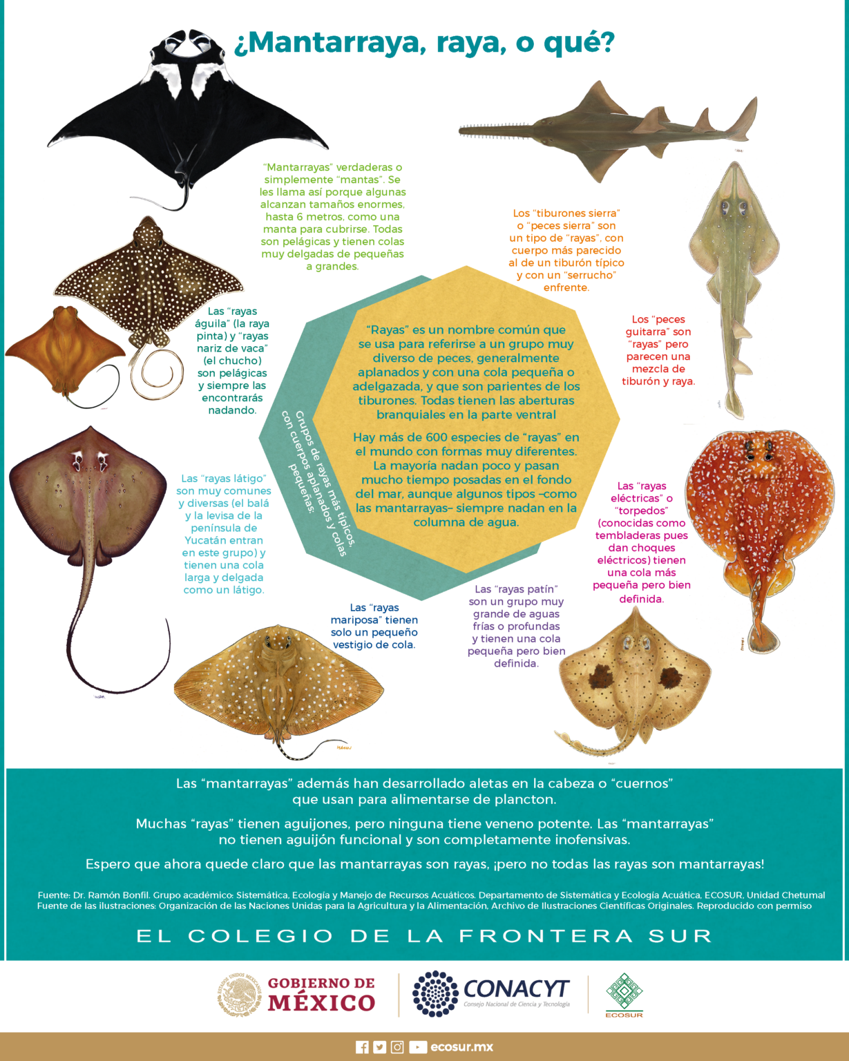 ¿Mantarraya, raya, o que? - Portal de El Colegio de la Frontera Sur